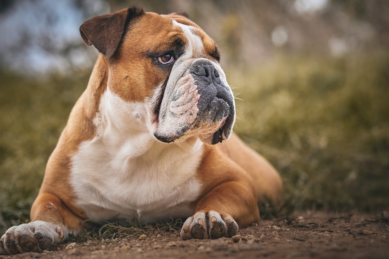 Come lavare in casa un Bulldog inglese - Toelettatori e Toelettature